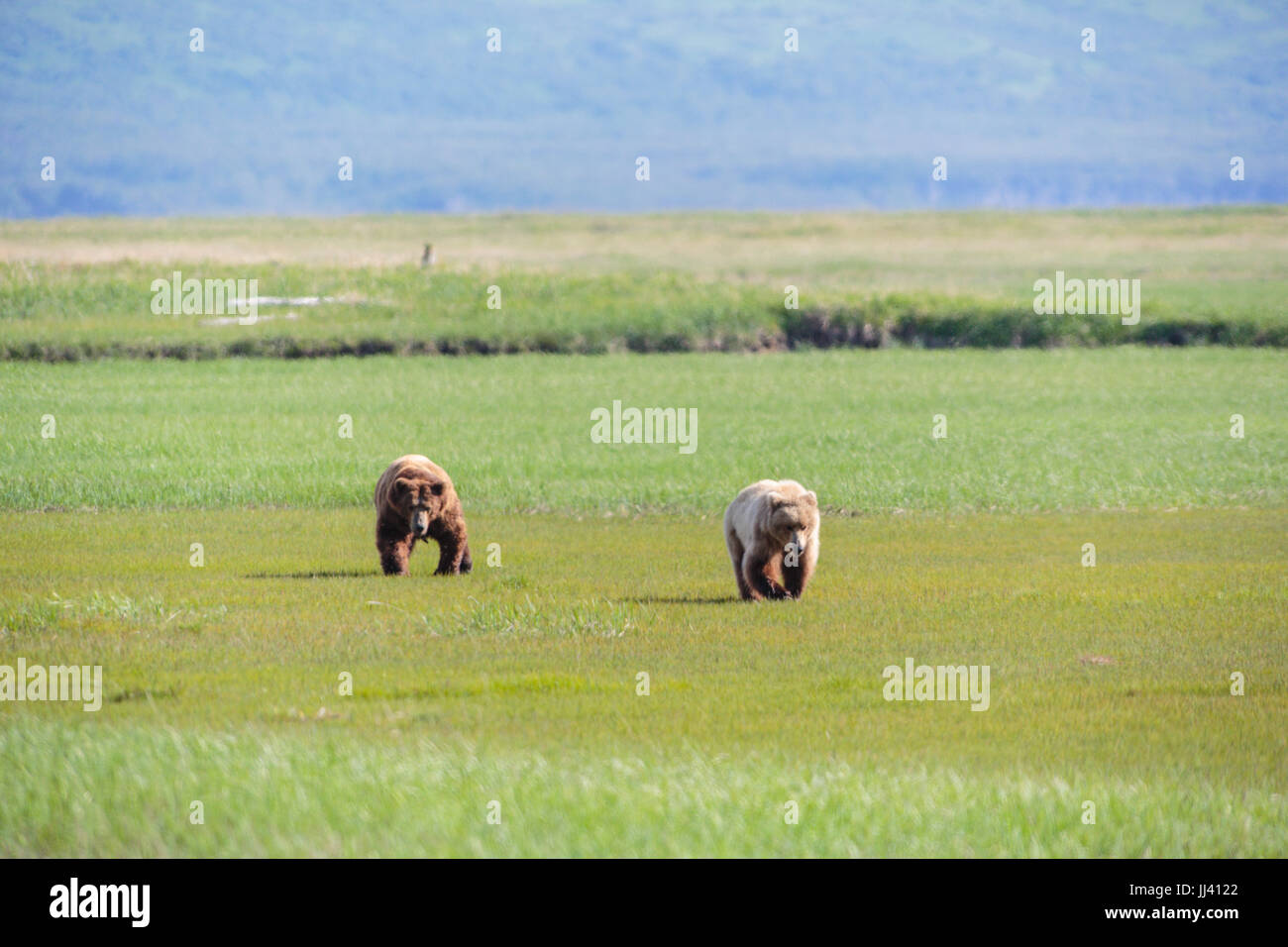 Grizzly, Brown Bear, Hallo Bay, Katmai Nationalpark, Alaska, USA Stock ...