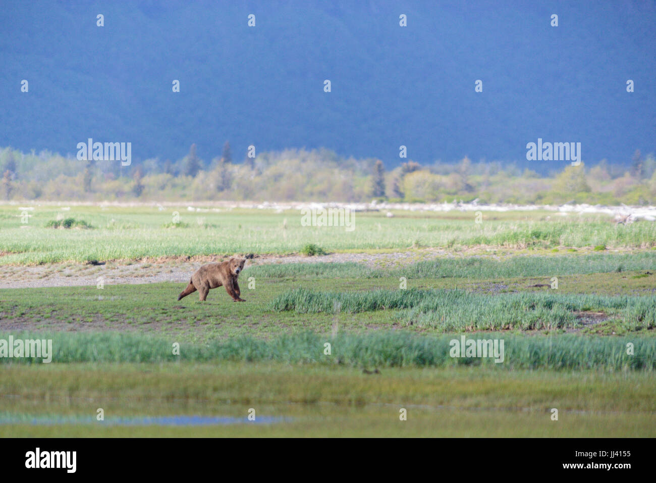 Grizzly, Brown Bear, Hallo Bay, Katmai Nationalpark, Alaska, USA Stock ...