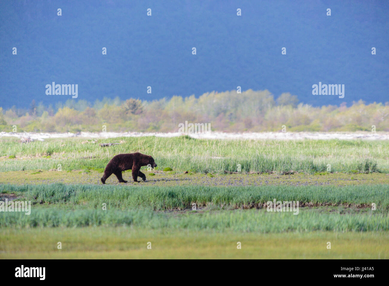 Grizzly, Brown Bear, Hallo Bay, Katmai Nationalpark, Alaska, USA Stock ...