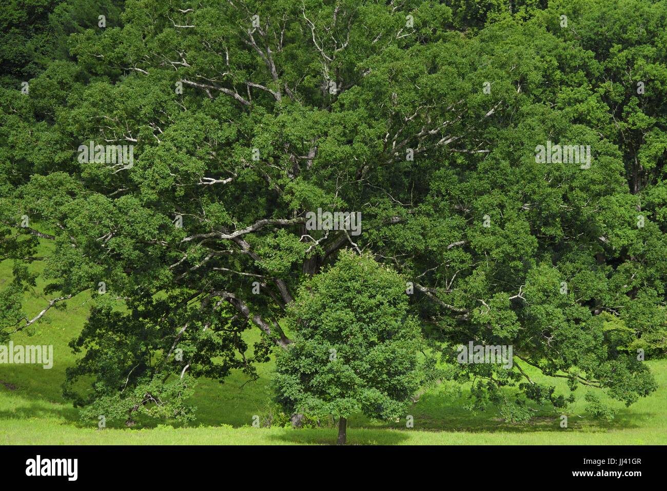 Green big large trees hi-res stock photography and images - Alamy