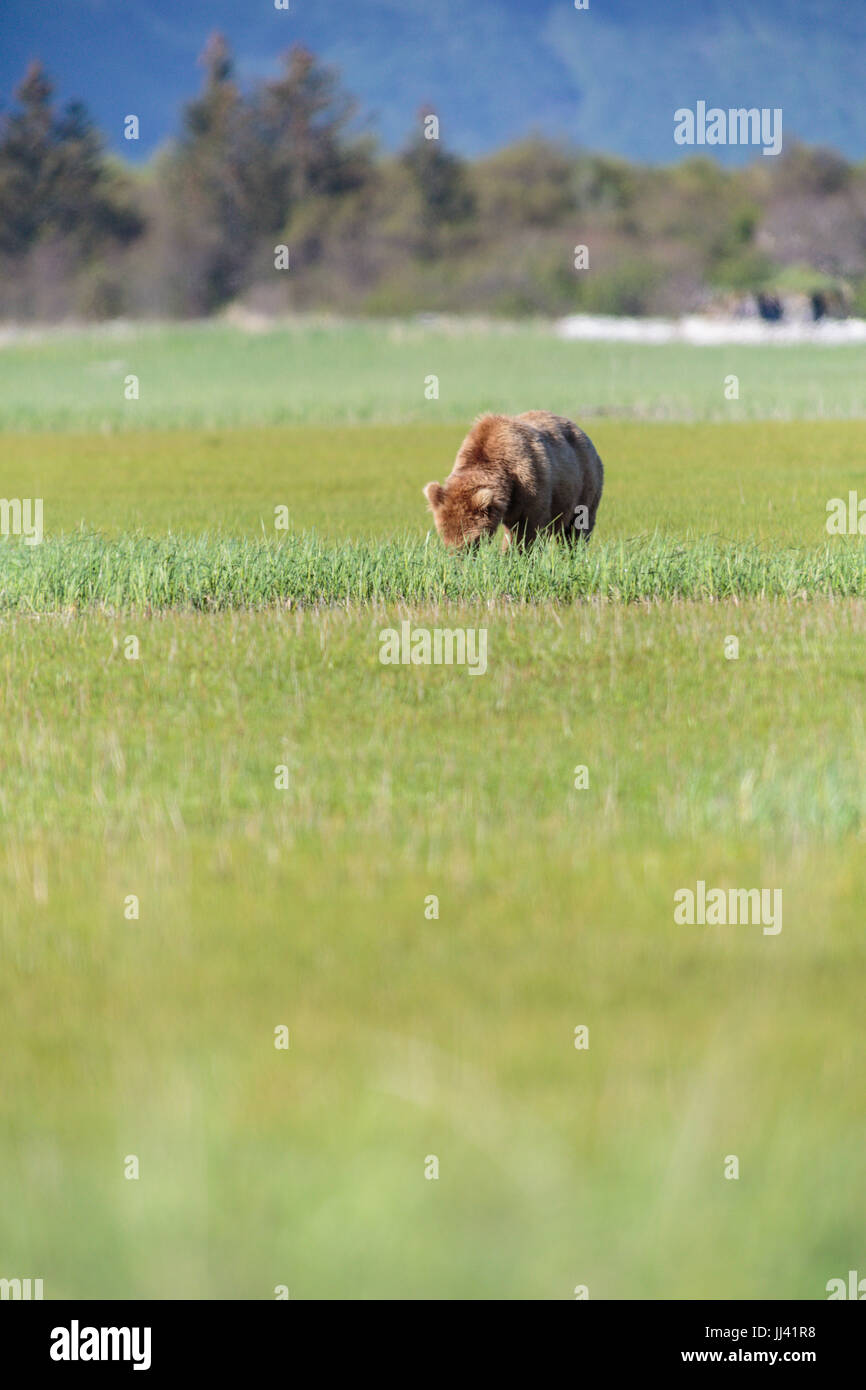 Grizzly, Brown Bear, Hallo Bay, Katmai Nationalpark, Alaska, USA Stock ...