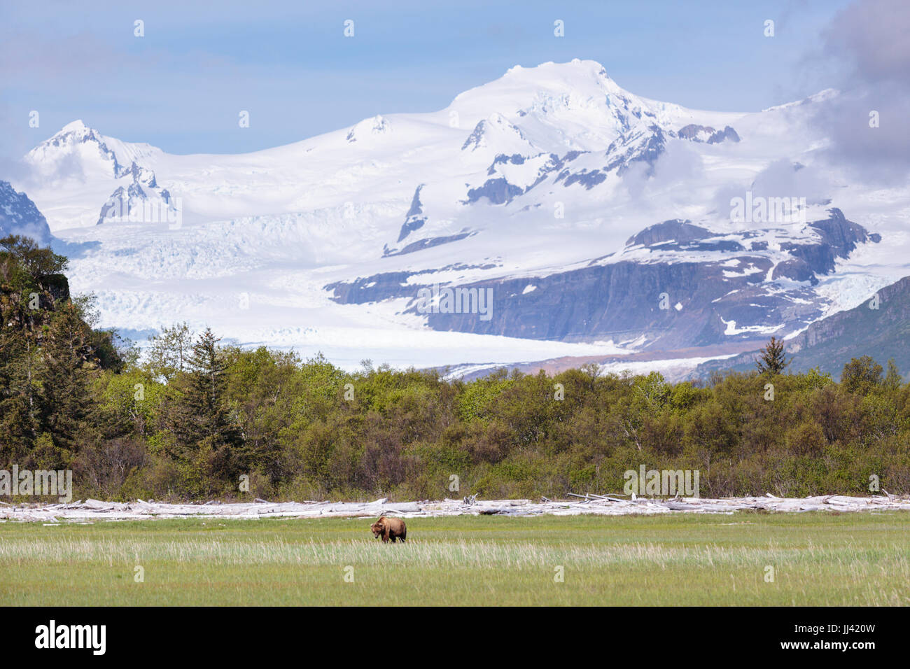 Grizzly, Brown Bear, Hallo Bay, Katmai Nationalpark, Alaska, USA Stock ...