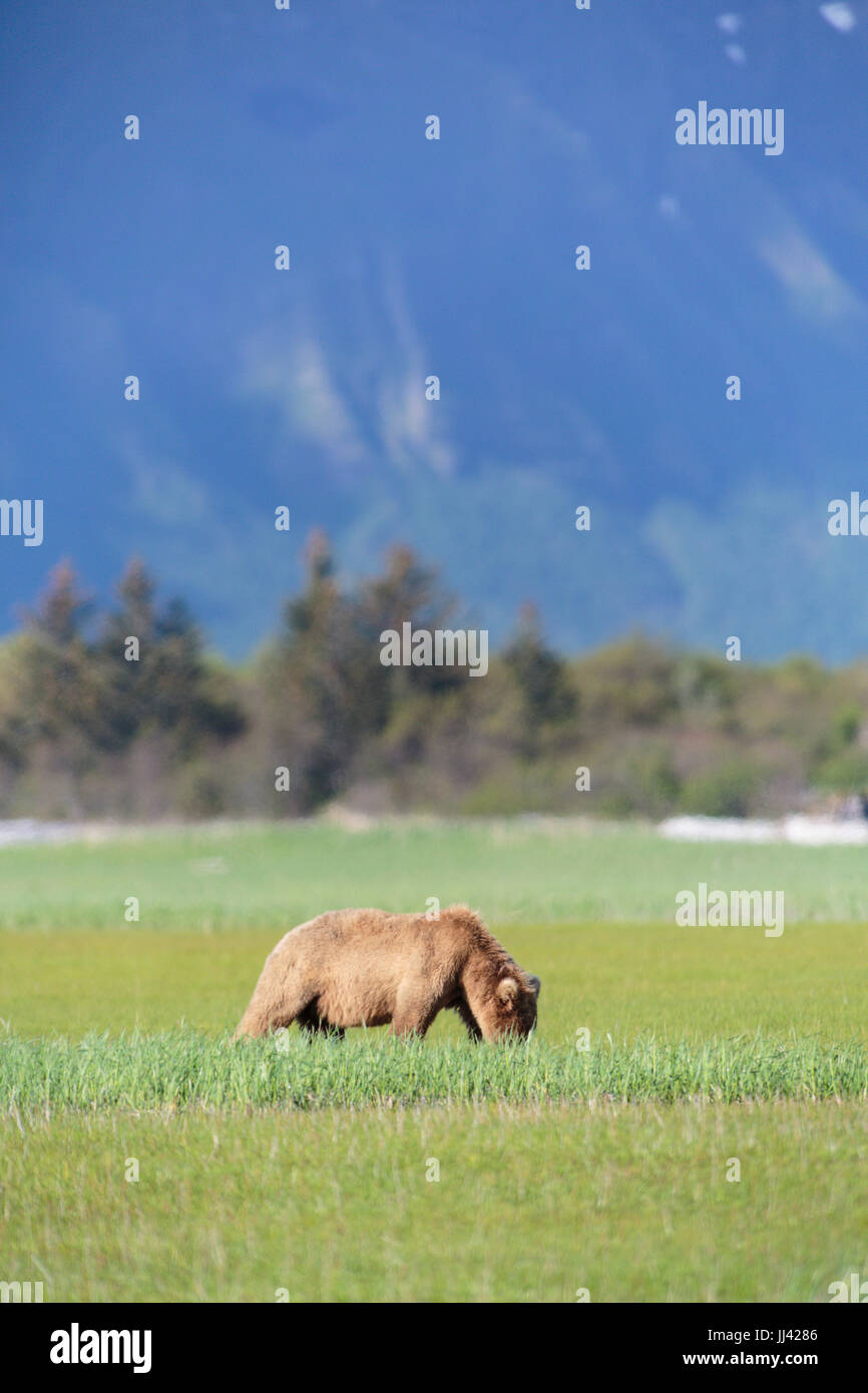 Grizzly, Brown Bear, Hallo Bay, Katmai Nationalpark, Alaska, USA Stock ...