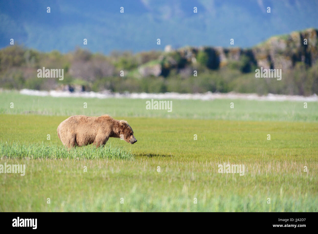 Grizzly, Brown Bear, Hallo Bay, Katmai Nationalpark, Alaska, USA Stock ...