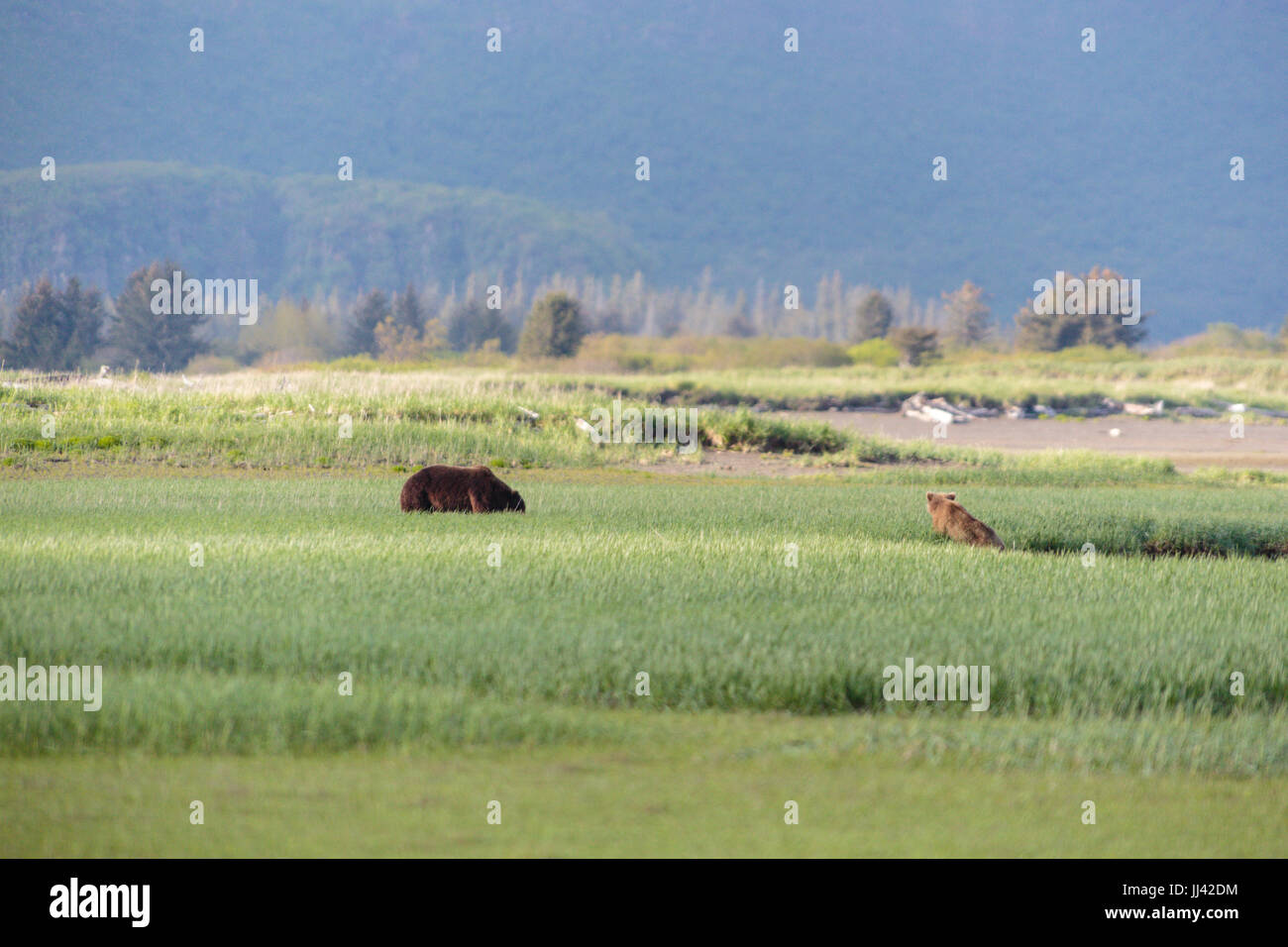Grizzly, Brown Bear, Hallo Bay, Katmai Nationalpark, Alaska, USA Stock ...