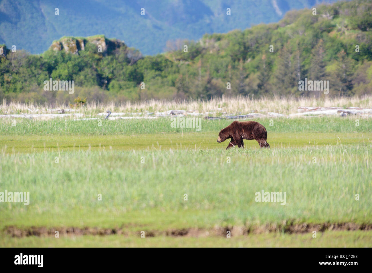 Grizzly, Brown Bear, Hallo Bay, Katmai Nationalpark, Alaska, USA Stock ... Grizzly, Brown Bear, Hallo Bay, Katmai Nationalpark, Alaska, USA Stock ...