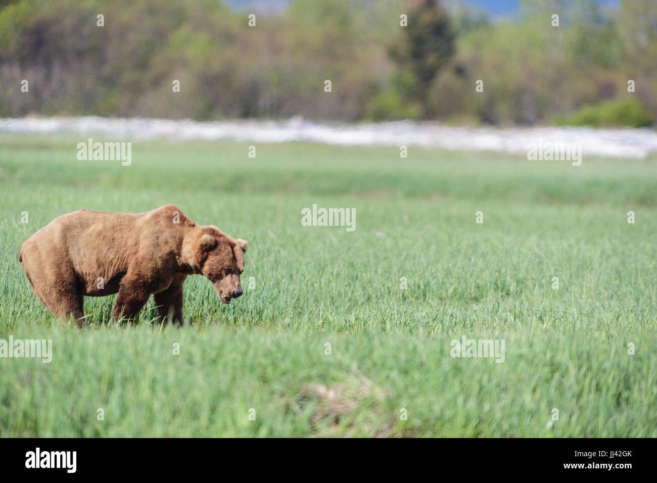 Grizzly, Brown Bear, Hallo Bay, Katmai Nationalpark, Alaska, USA Stock ...