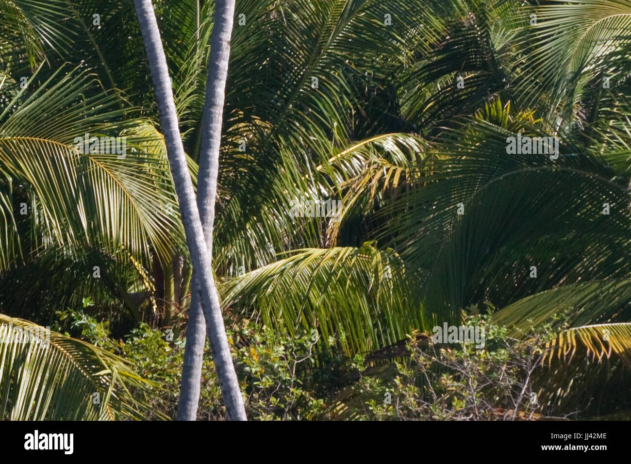 X marks the spot. Crossing palm trees forming an x Stock Photo - Alamy