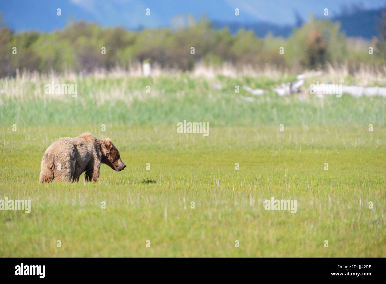 Grizzly, Brown Bear, Hallo Bay, Katmai Nationalpark, Alaska, USA Stock ...
