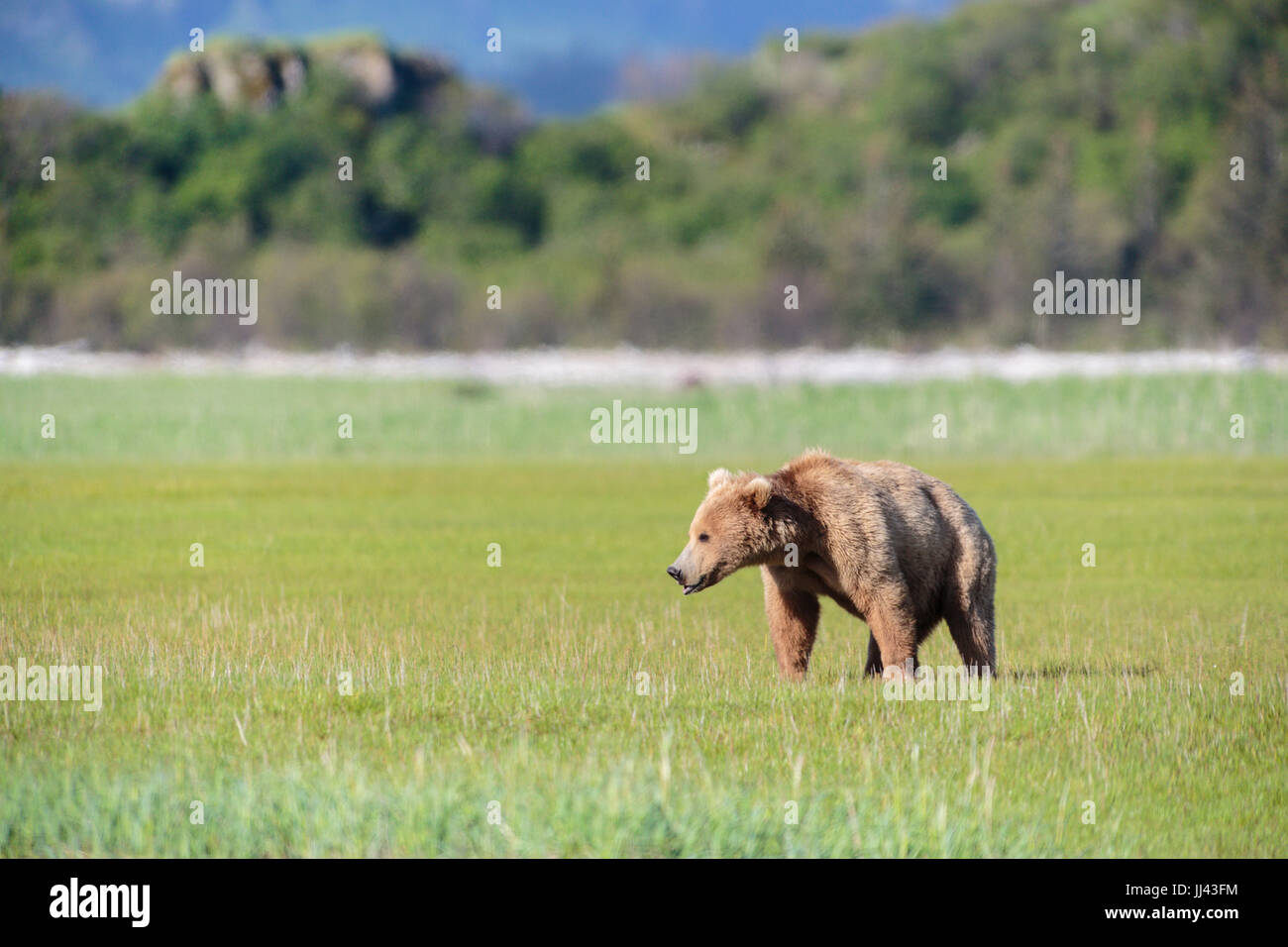 Grizzly, Brown Bear, Hallo Bay, Katmai Nationalpark, Alaska, USA Stock ...