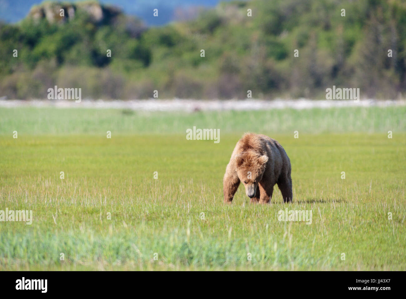Grizzly, Brown Bear, Hallo Bay, Katmai Nationalpark, Alaska, USA Stock ...