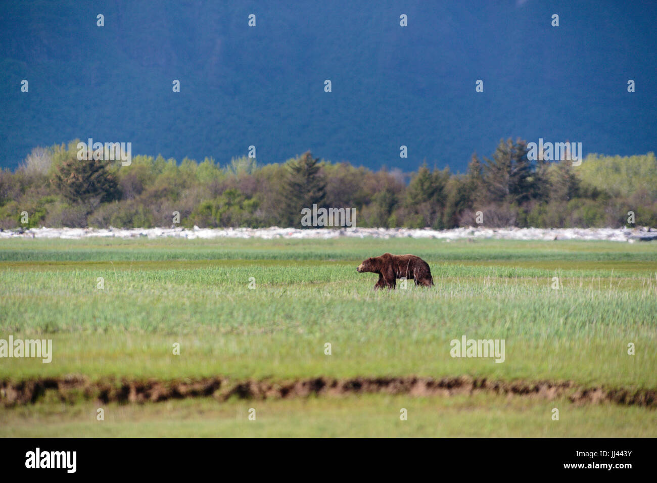 Grizzly, Brown Bear, Hallo Bay, Katmai Nationalpark, Alaska, USA Stock ...