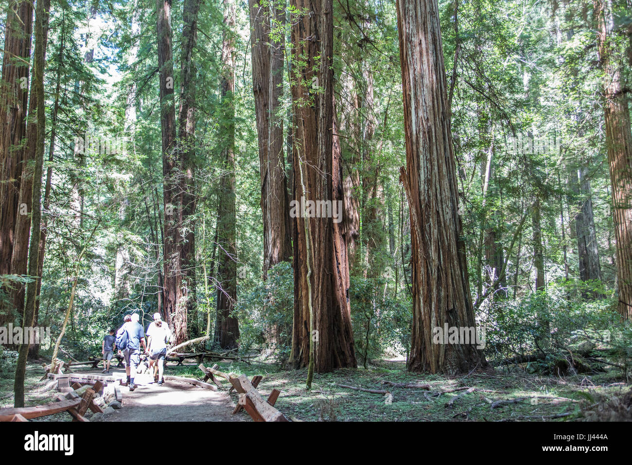 Armstrong redwoods state reserve hi-res stock photography and images ...