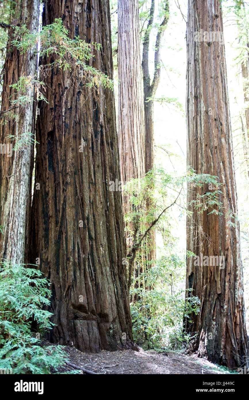 Russian river redwoods california hi-res stock photography and images ...