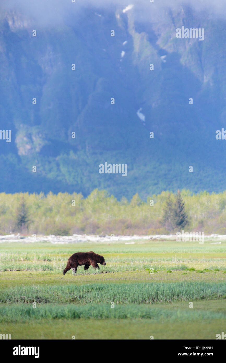 Grizzly, Brown Bear, Hallo Bay, Katmai Nationalpark, Alaska, USA Stock ...