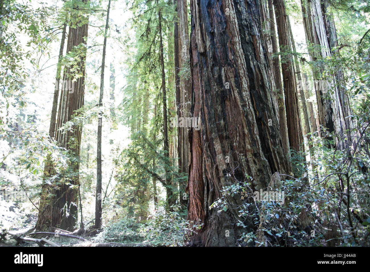 Russian river redwoods california hi-res stock photography and images ...