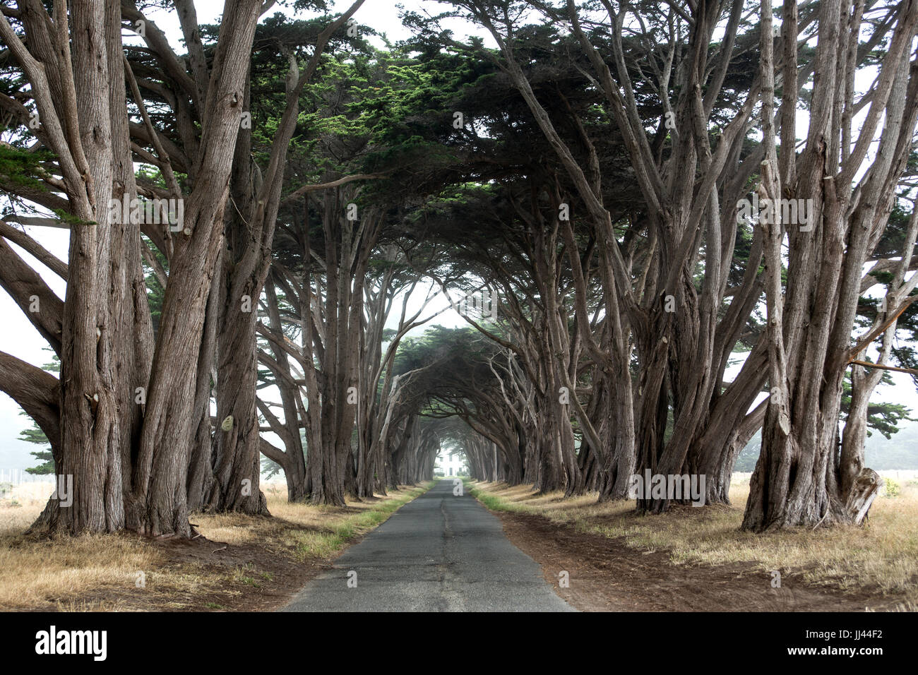 Road in tree tunnel hi-res stock photography and images - Alamy