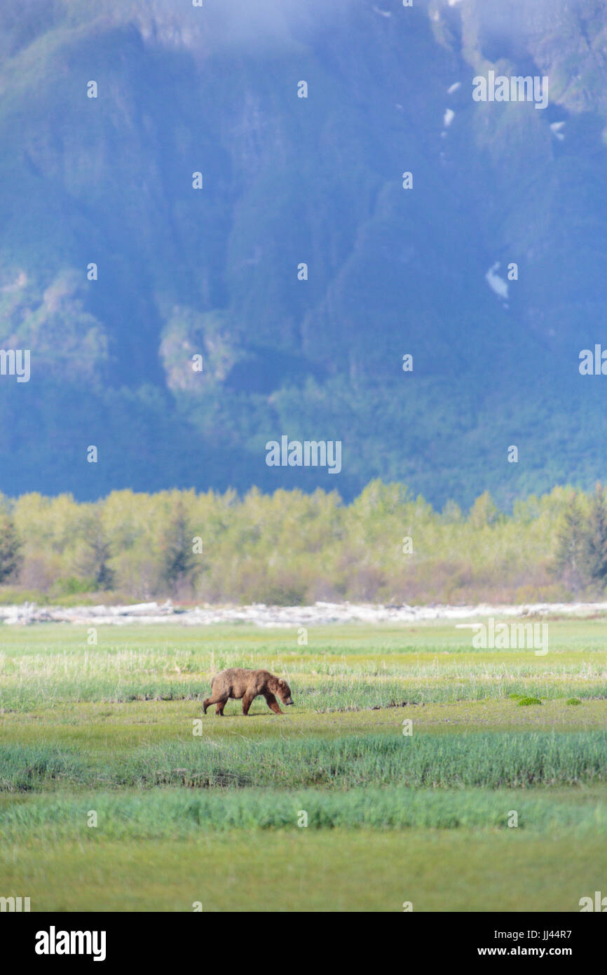 Grizzly, Brown Bear, Hallo Bay, Katmai Nationalpark, Alaska, USA Stock ...
