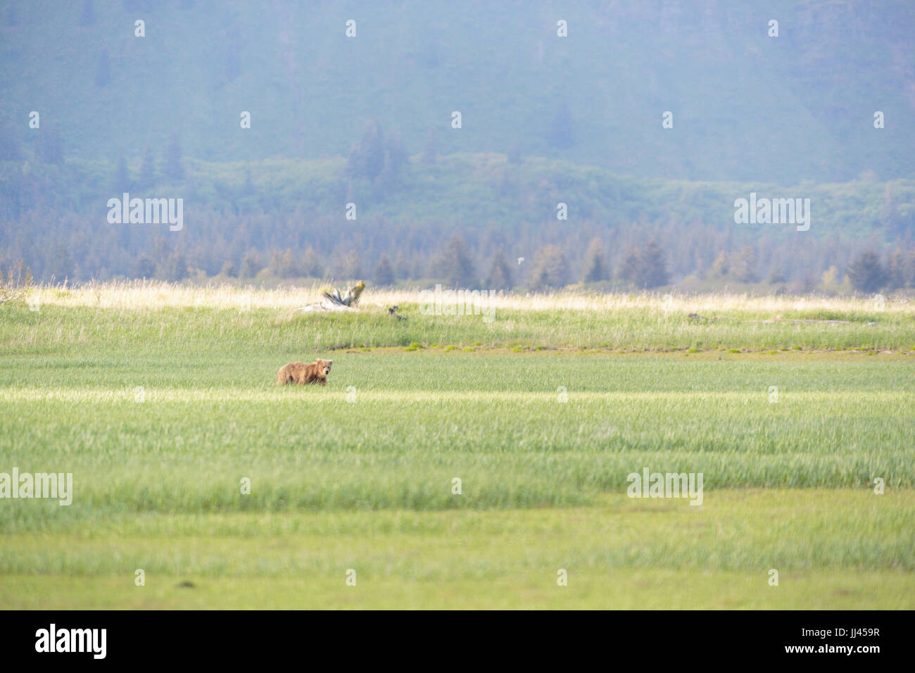 Grizzly, Brown Bear, Hallo Bay, Katmai Nationalpark, Alaska, USA Stock ...