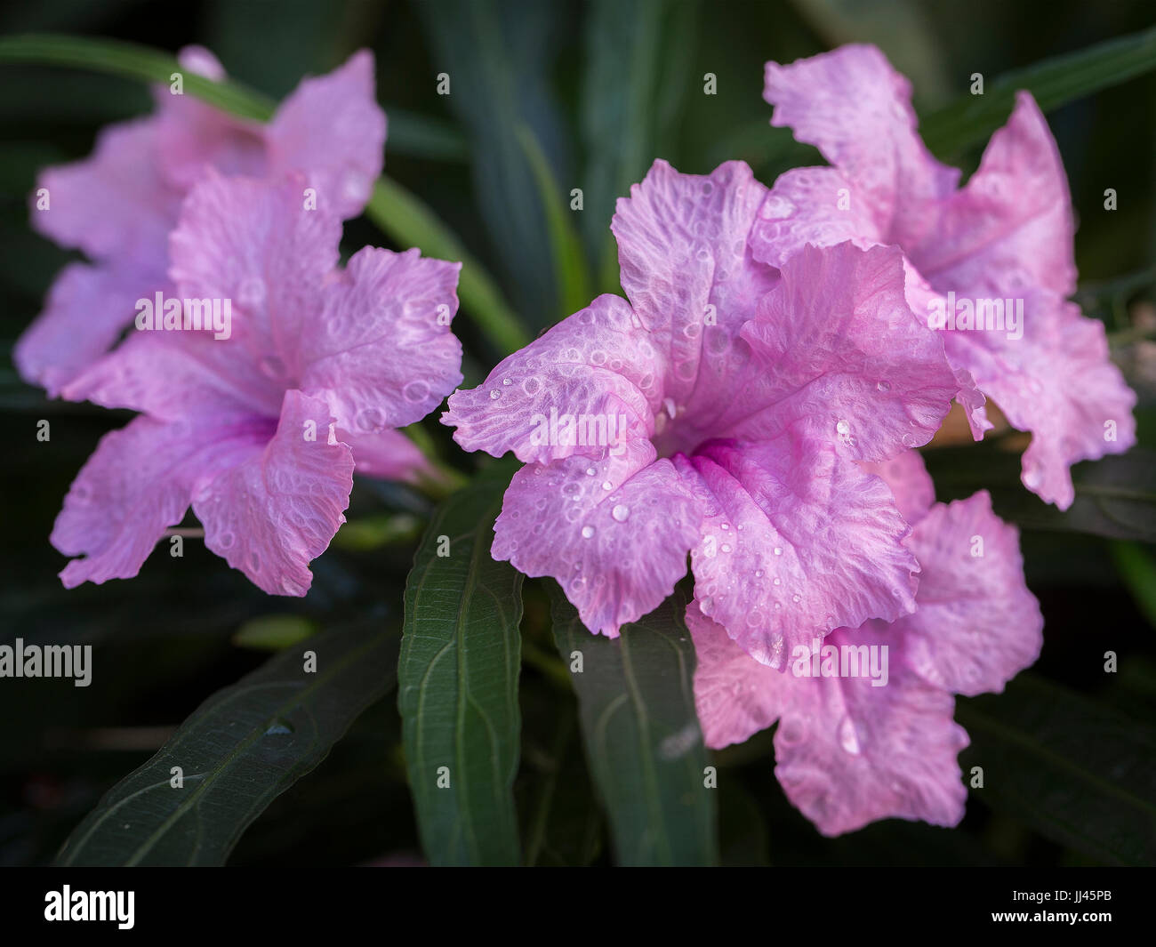 Minnieroot popping pod flower hi-res stock photography and images - Alamy