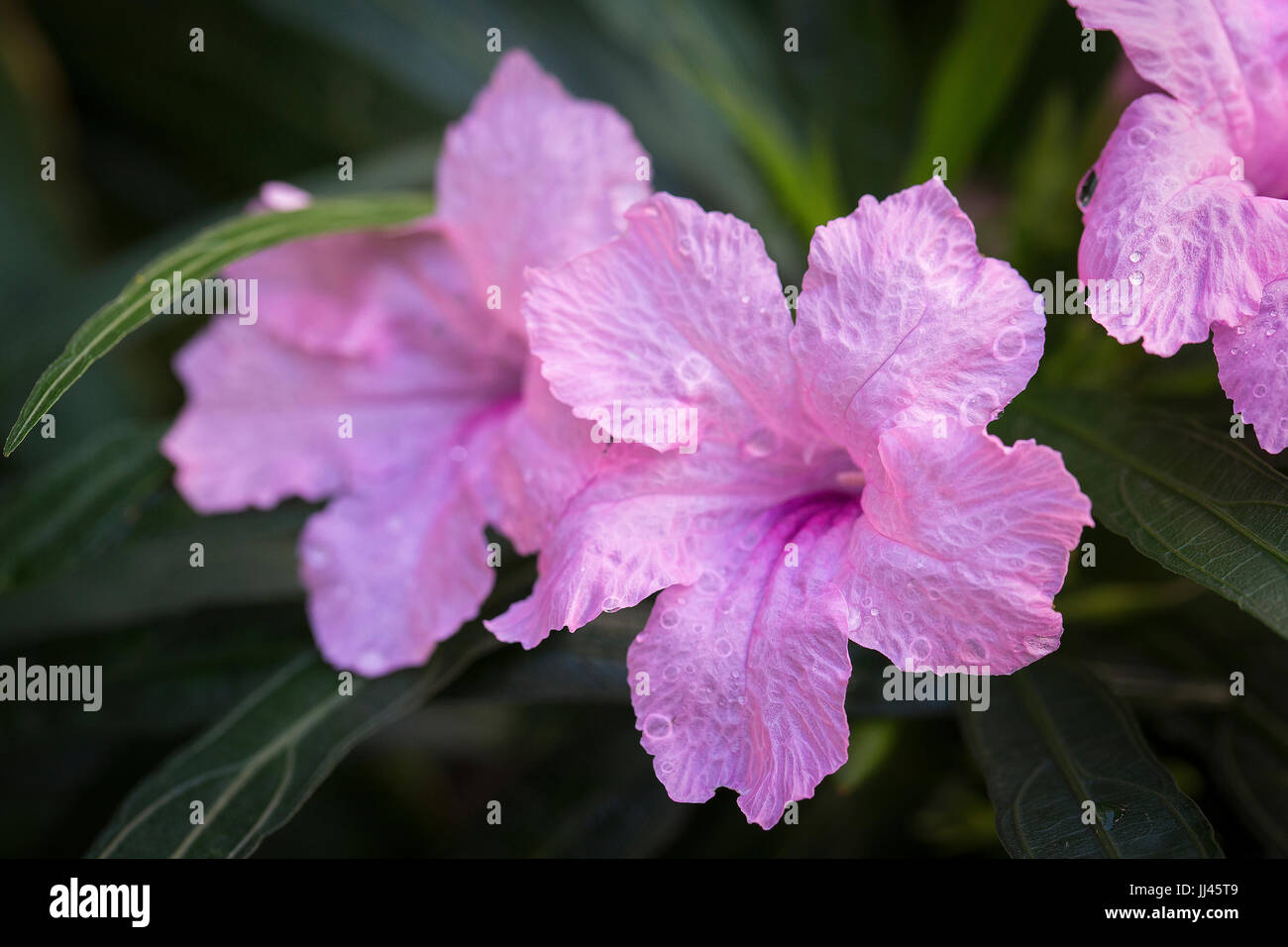 L' toi hi-res stock photography and images - Alamy