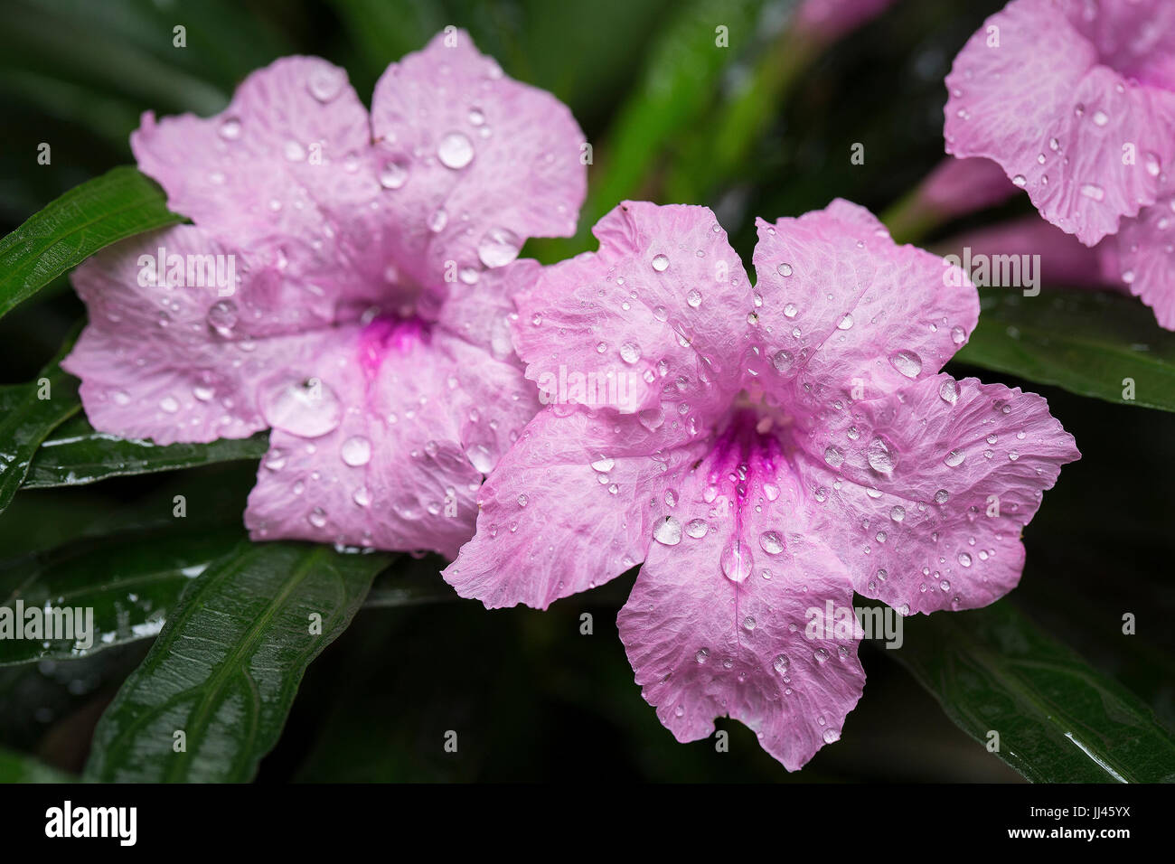 pink Popping pod flower with the water drop natural health care Stock ...