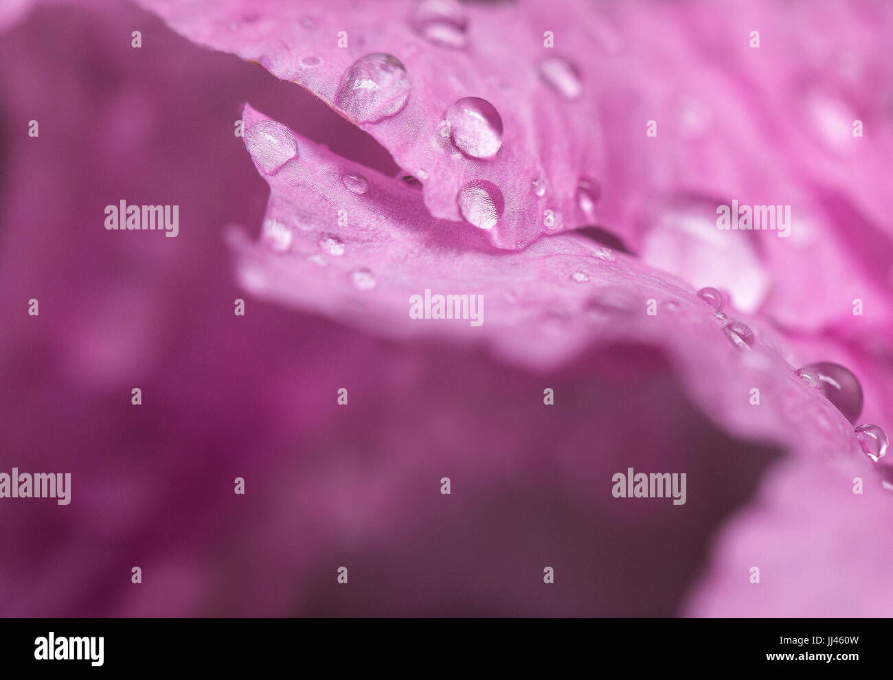 pink Popping pod flower with the water drop background blur Stock Photo ...