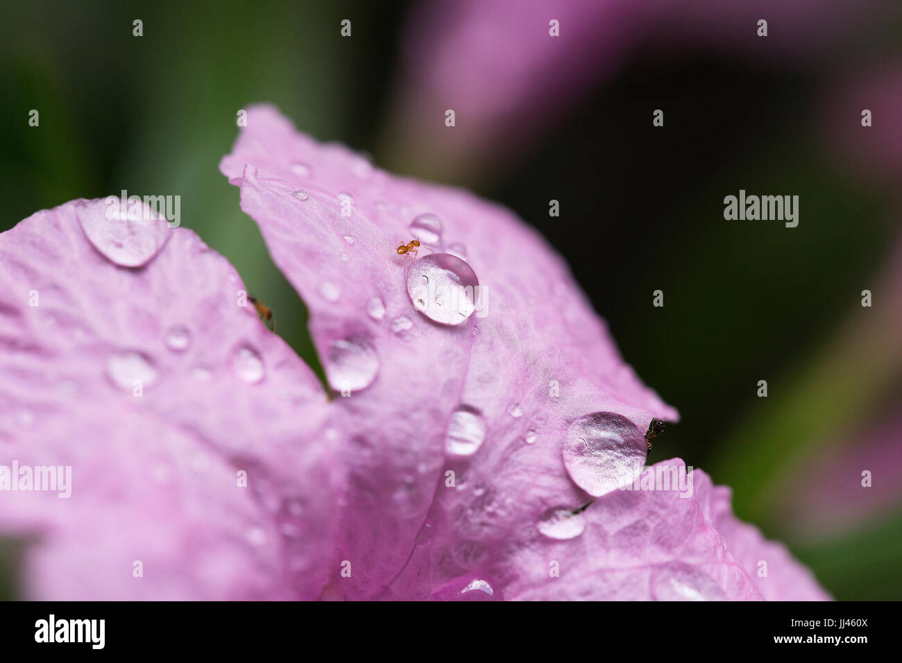 pink Popping pod flower with the water drop background blur Stock Photo ...