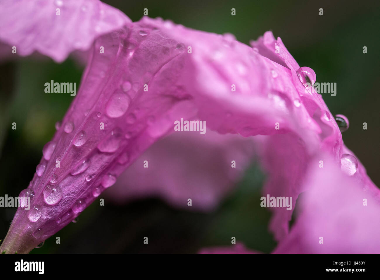 Sparkling flower hi-res stock photography and images - Alamy