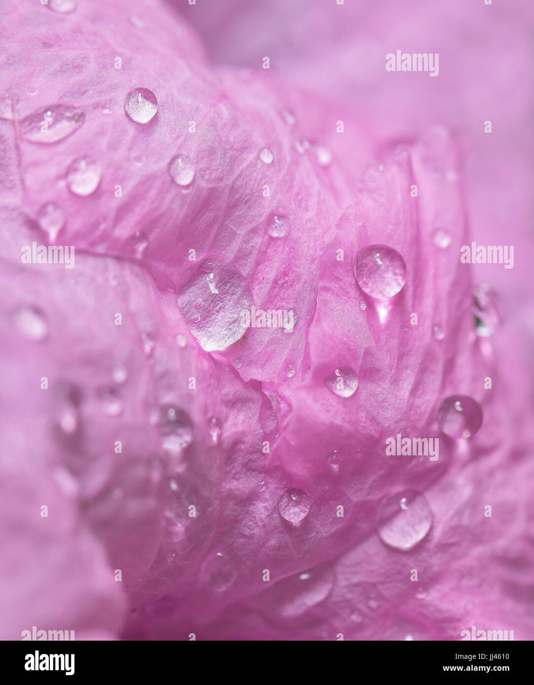pink Popping pod flower with the water drop background blur Stock Photo ...