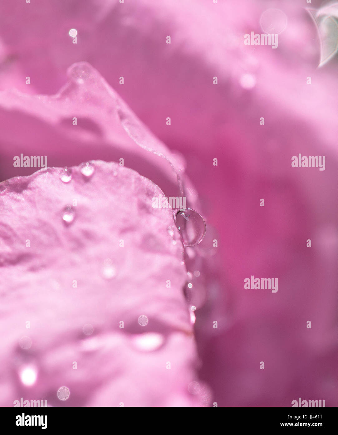pink Popping pod flower with the water drop background blur Stock Photo ...