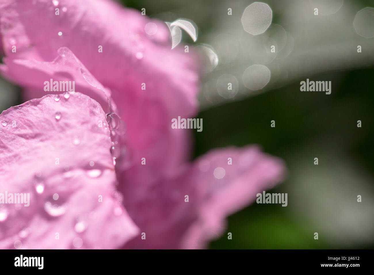 pink Popping pod flower with the water drop background blur Stock Photo ...