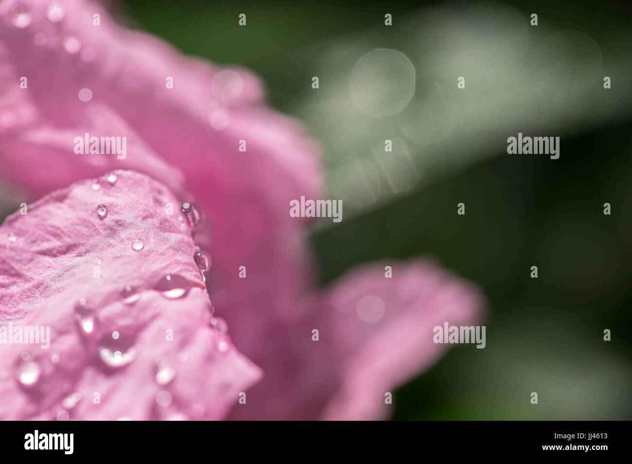 pink Popping pod flower with the water drop background blur Stock Photo ...