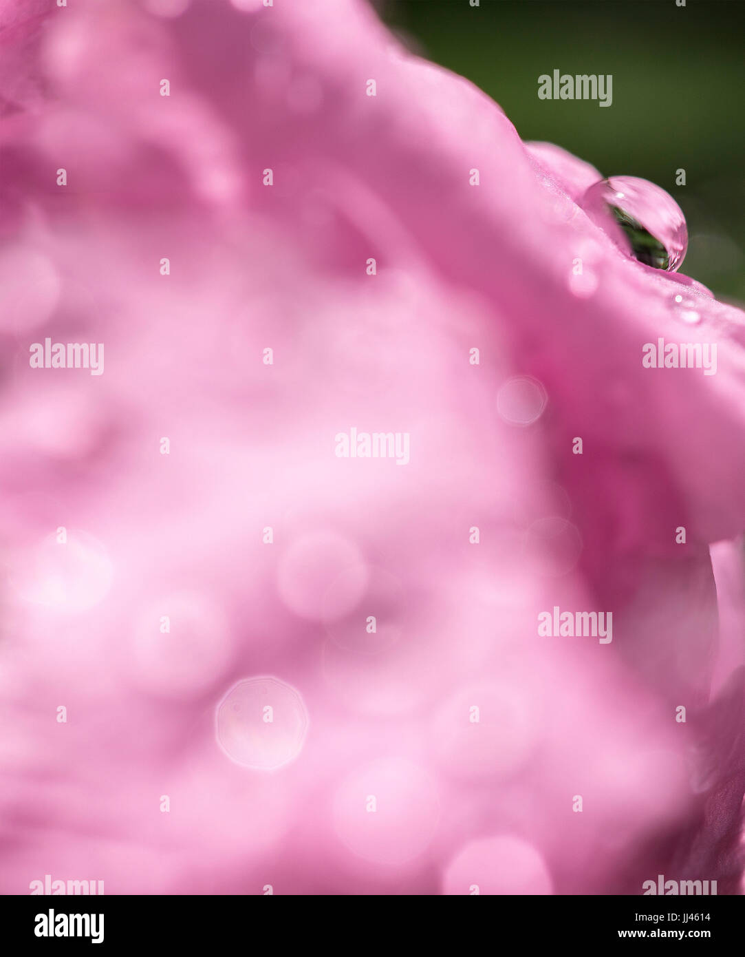 pink Popping pod flower with the water drop background blur Stock Photo ...