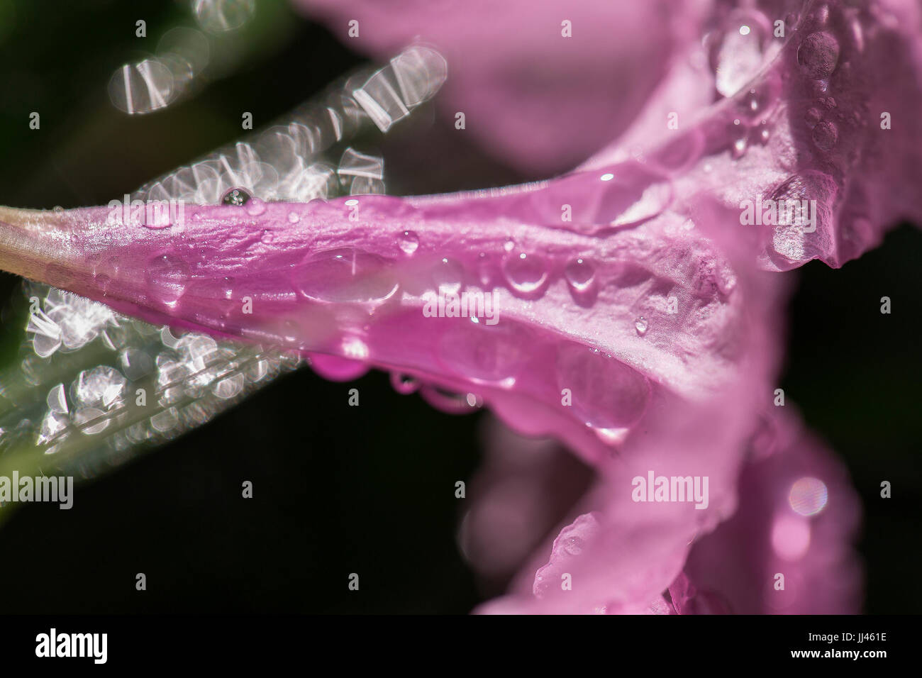 pink Popping pod flower with the water drop natural health care Stock ...