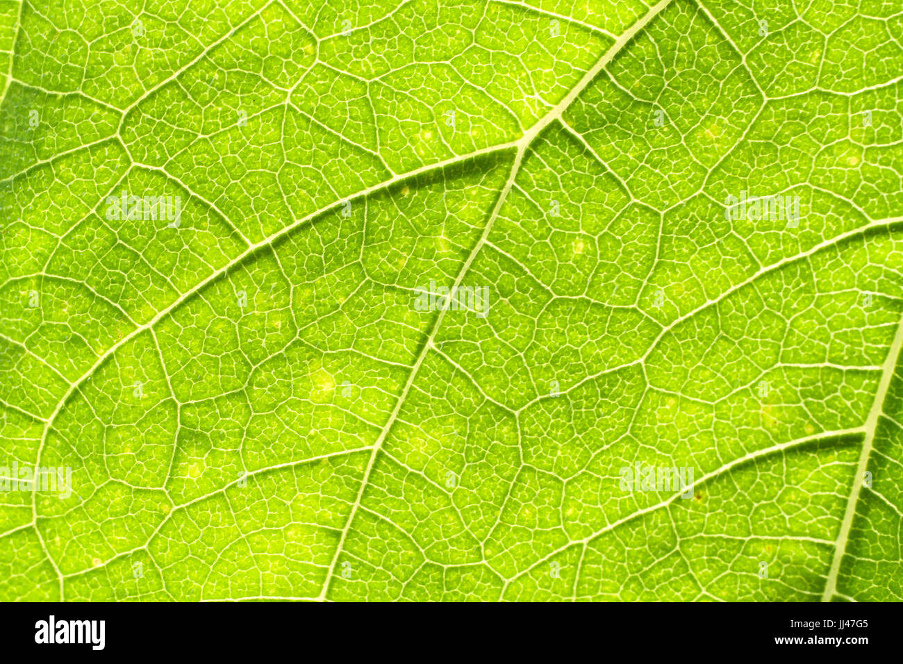 Sunflower rugged leaf surface macro Stock Photo - Alamy
