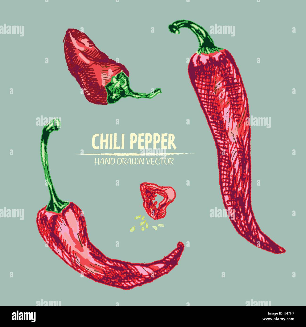 Digital vector detailed line art color chili pepper vegetable hand ...