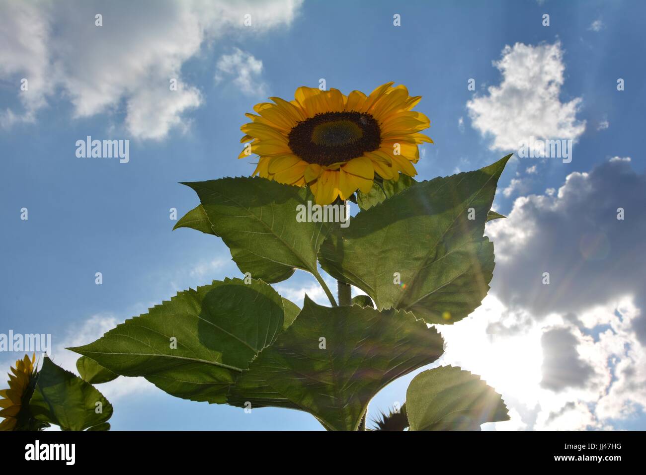 Sunflower from below with the beaming sun Stock Photo - Alamy