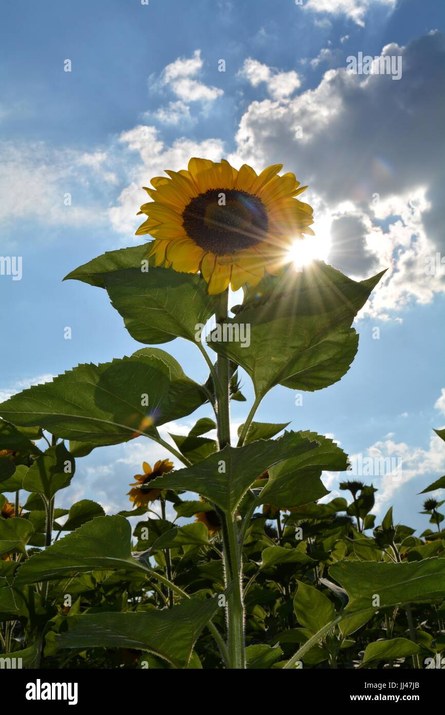 Sunflower from below with the beaming sun Stock Photo - Alamy