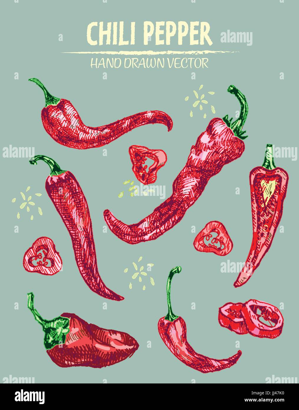 Digital vector detailed line art color chili pepper vegetable hand ...
