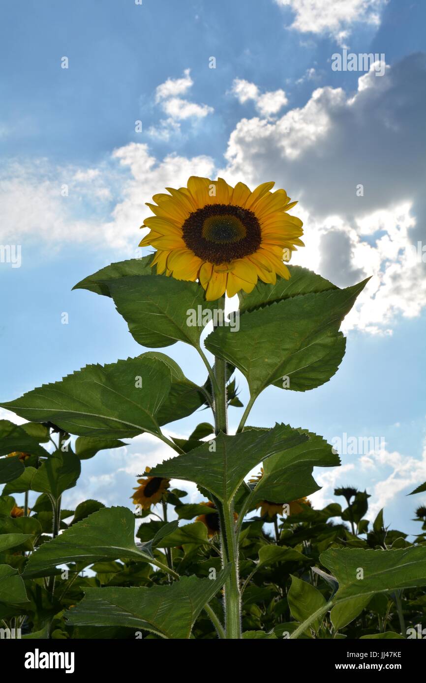 Evening sun sunflower hi-res stock photography and images - Alamy