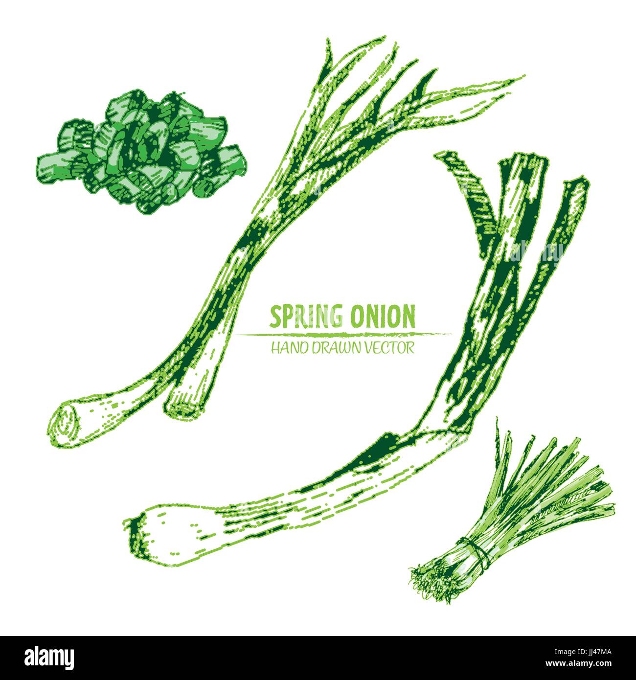 Digital vector detailed line art color spring onion vegetable hand ...