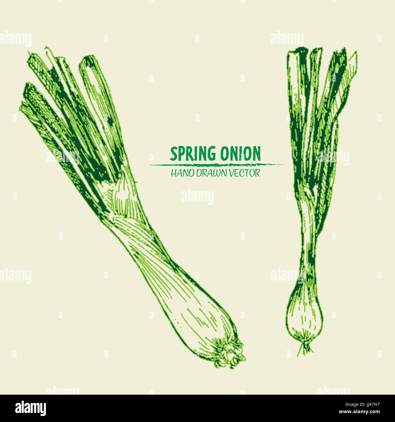 Digital vector detailed line art color spring onion vegetable hand ...