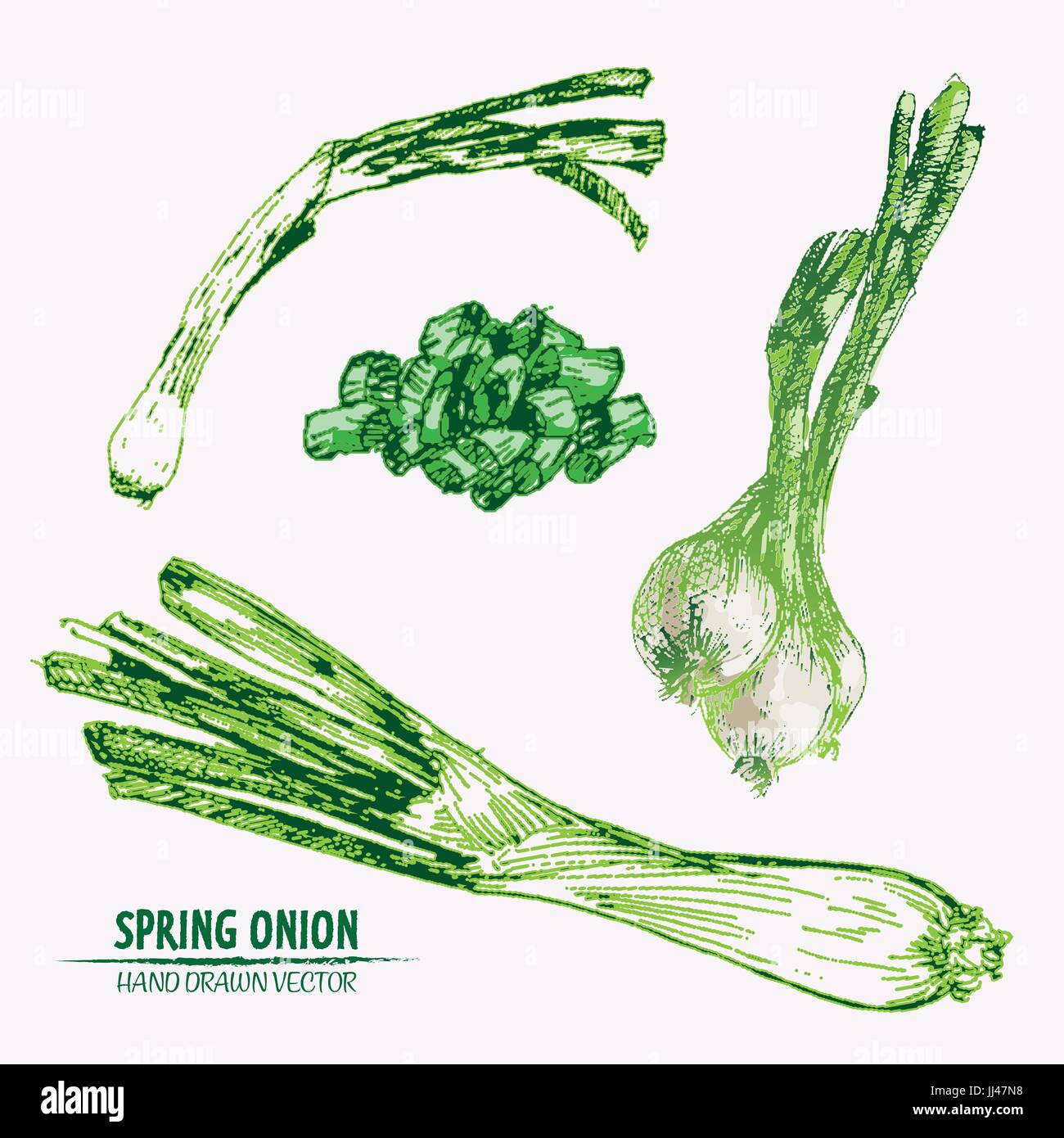 Spring onion line drawing hi-res stock photography and images - Alamy
