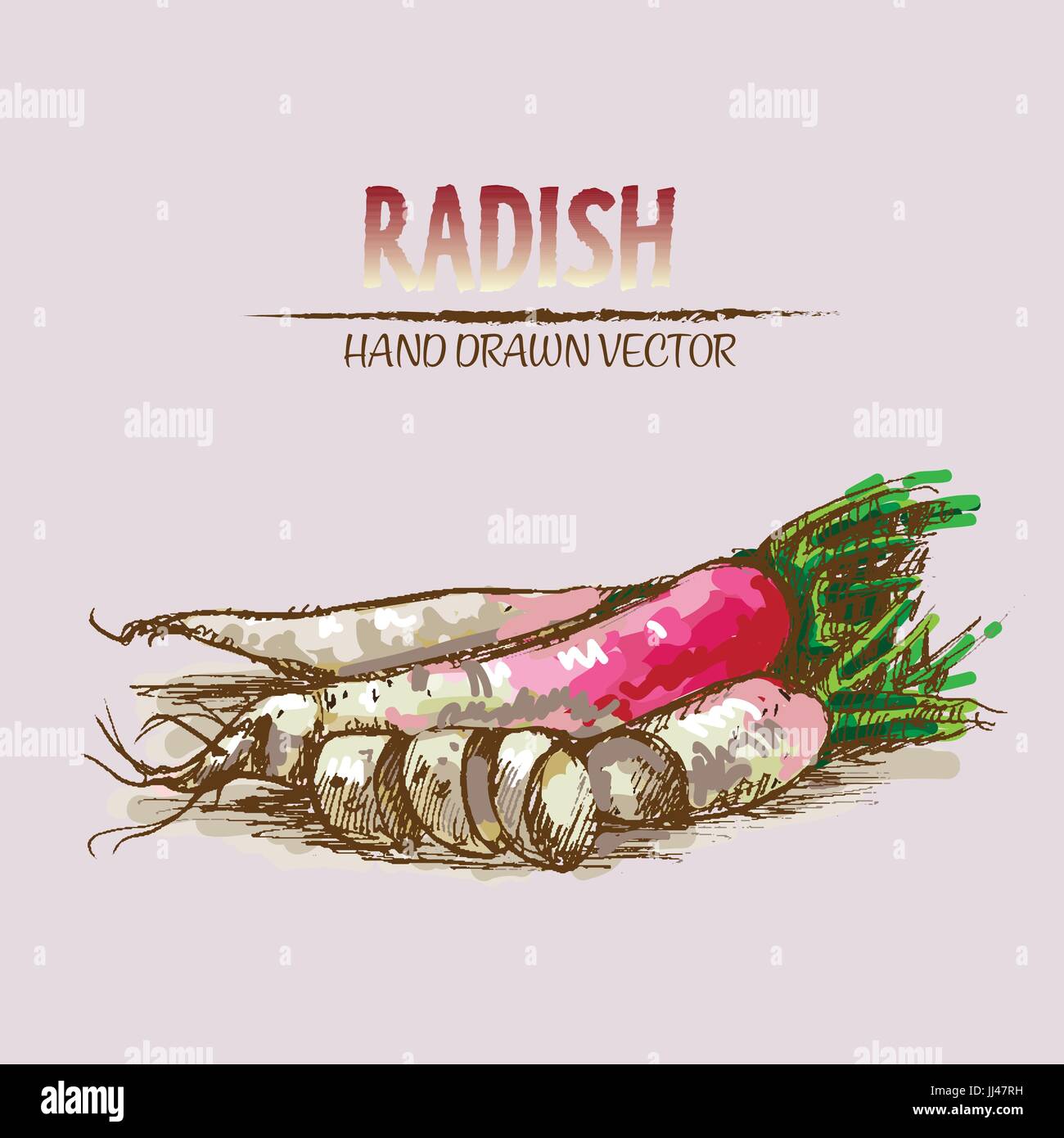 Digital vector detailed line art color radish vegetable hand drawn ...