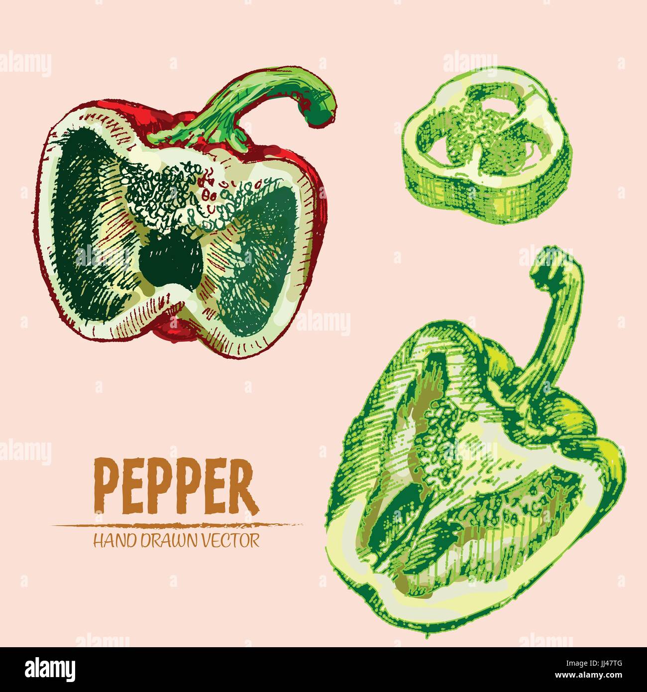 Digital vector detailed line art color pepper vegetable hand drawn ...