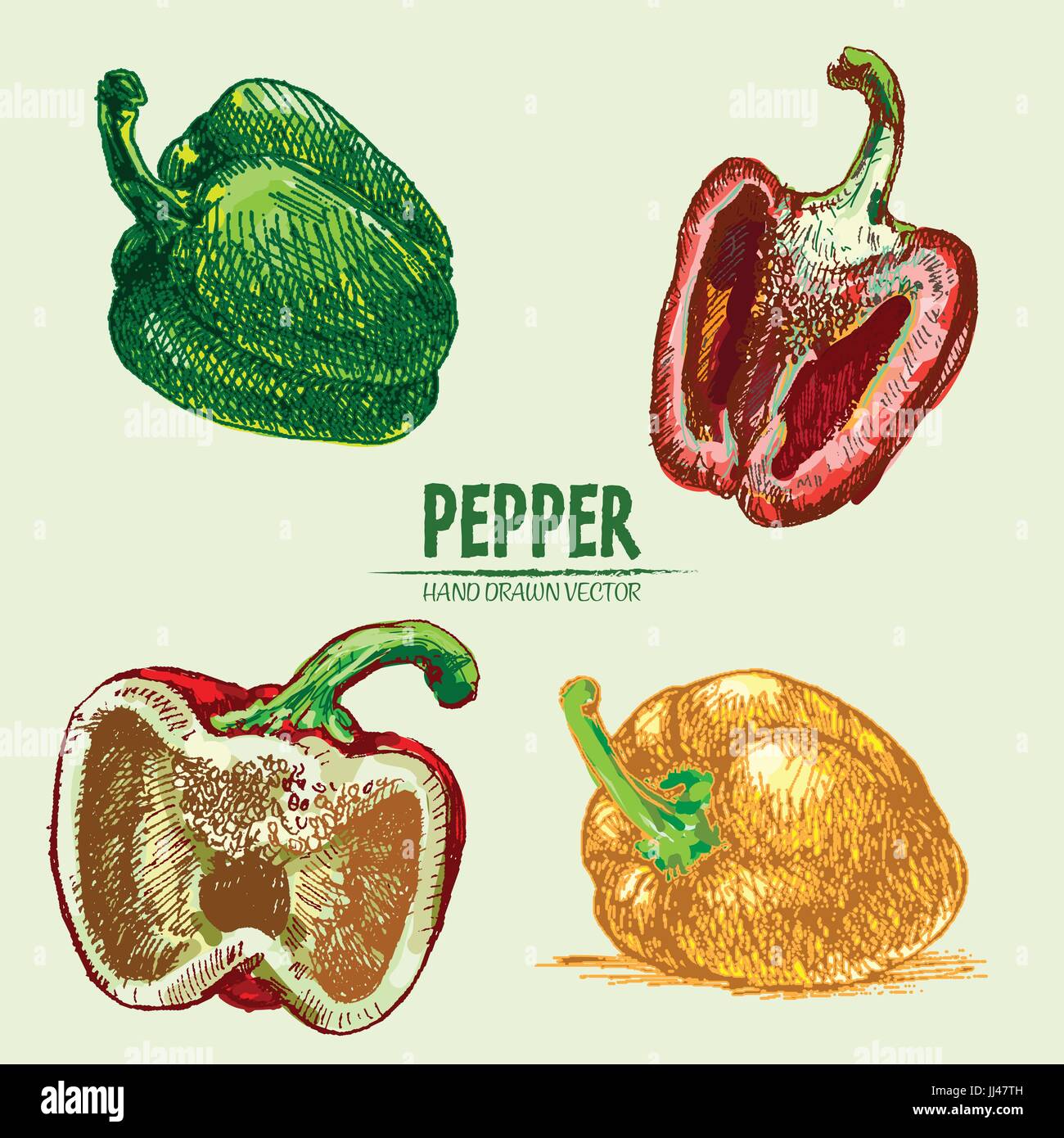 Digital vector detailed line art color pepper vegetable hand drawn ...