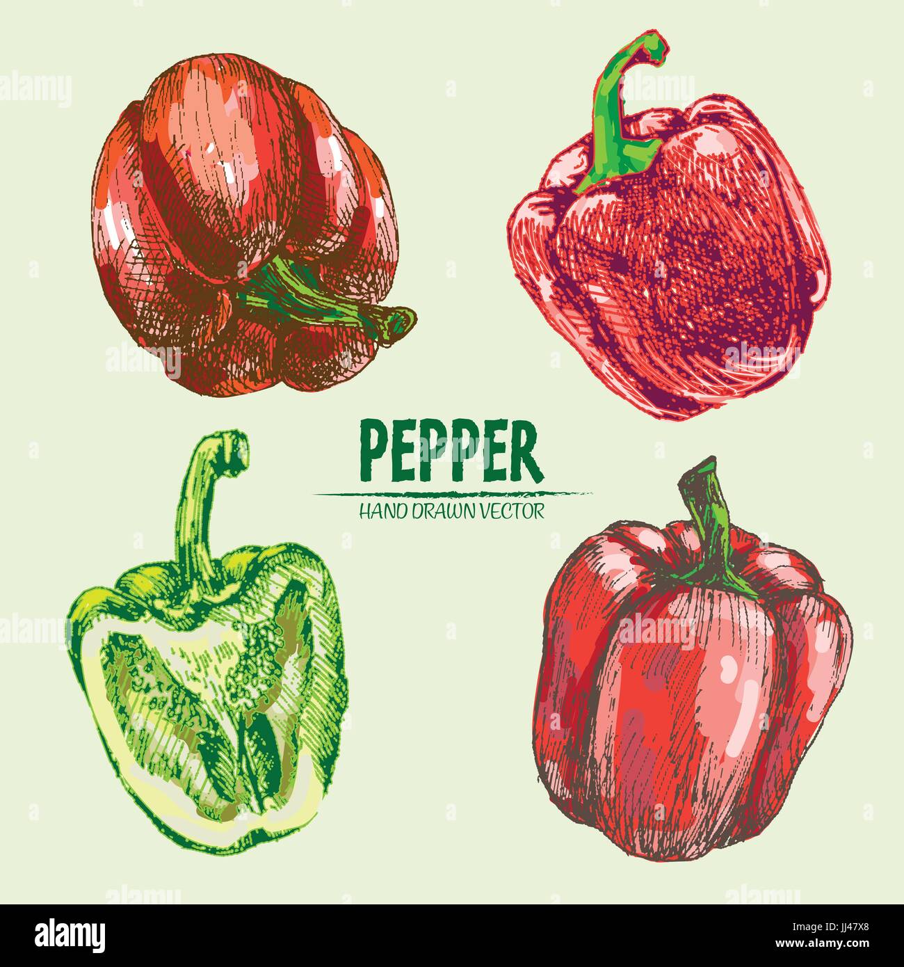 Digital vector detailed line art color pepper vegetable hand drawn ...