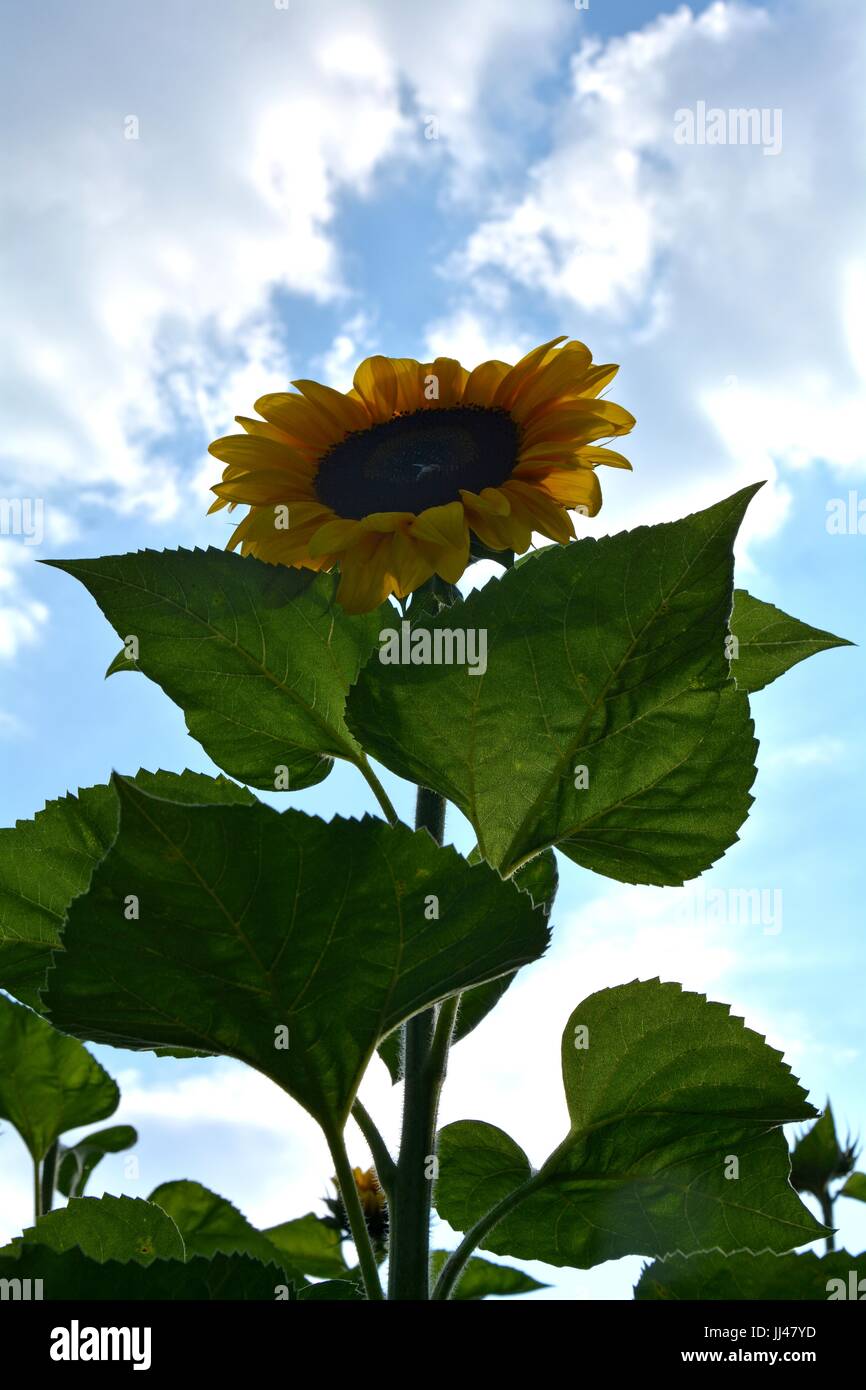 Evening sun sunflower hi-res stock photography and images - Alamy