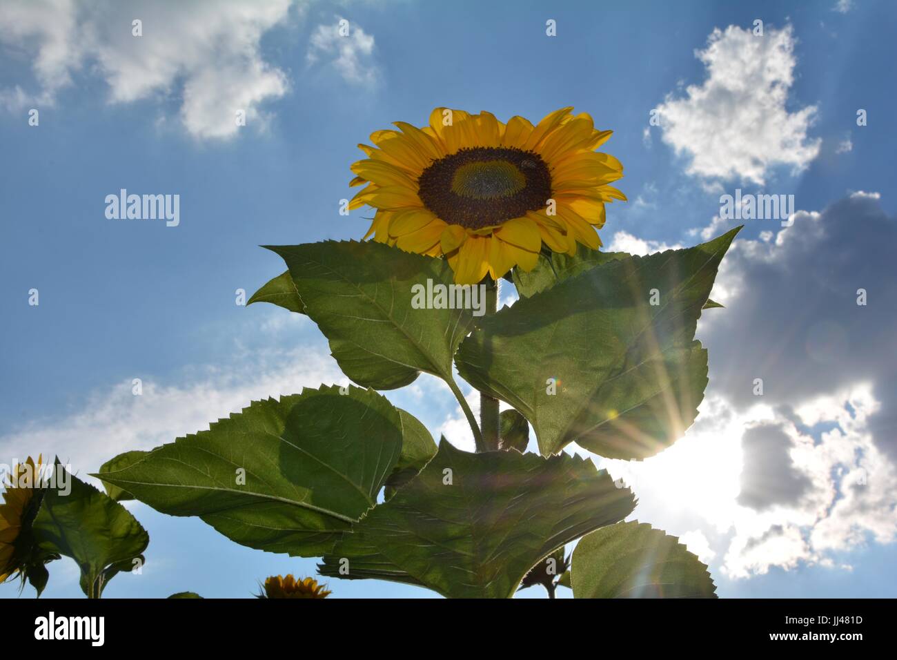Sunflower from below with the beaming sun Stock Photo - Alamy